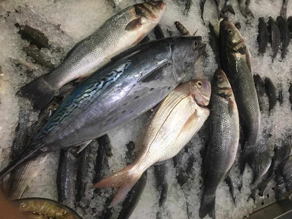 Extra Fish - Gjirafa.biz